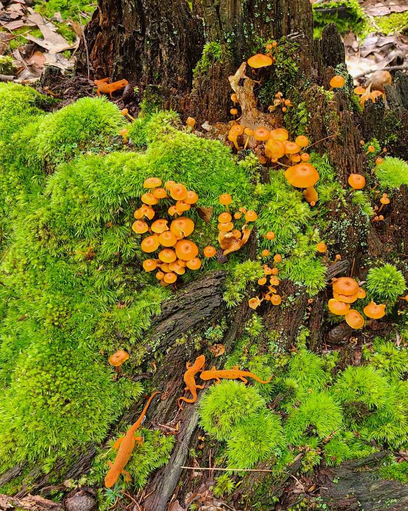 Newts! - Artisanal Brew Works